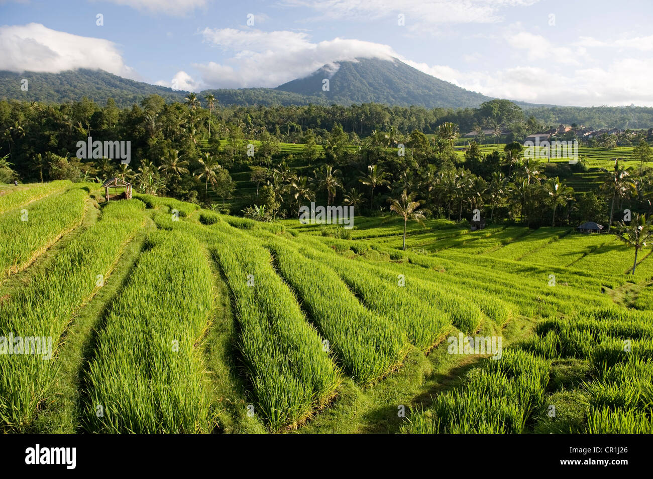 Indonesia, Bali, Subak irrigation system, UNESCO World Heritage, rice ...