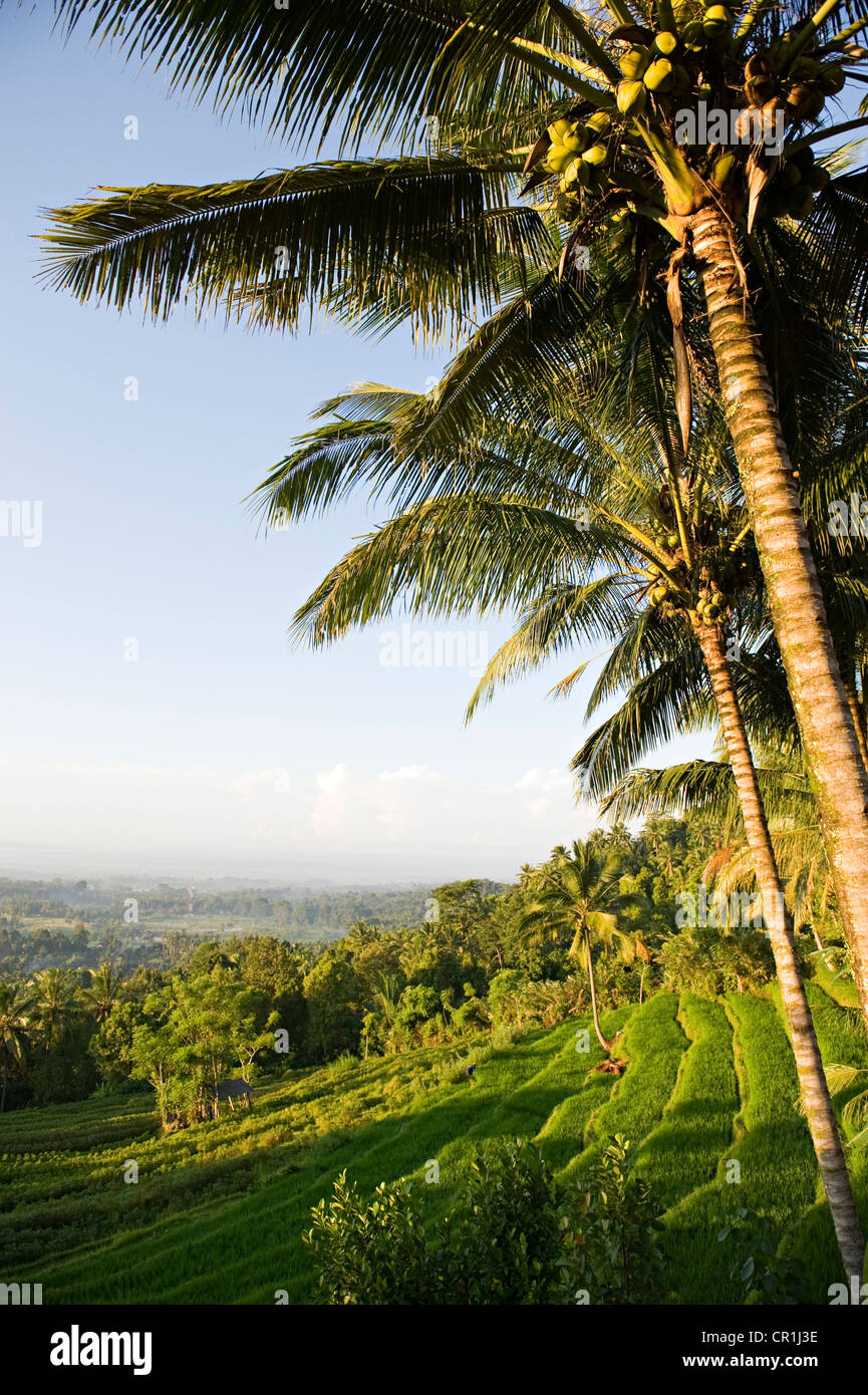 Bali flora hi-res stock photography and images - Alamy