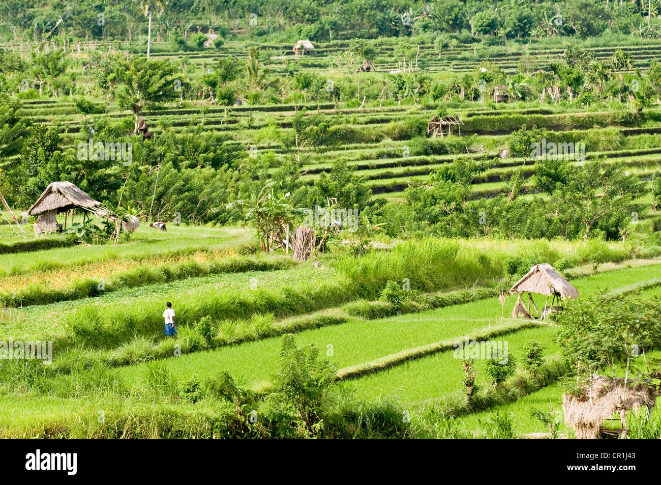 Indonesia, Bali, Subak irrigation system, UNESCO World Heritage, rice ...