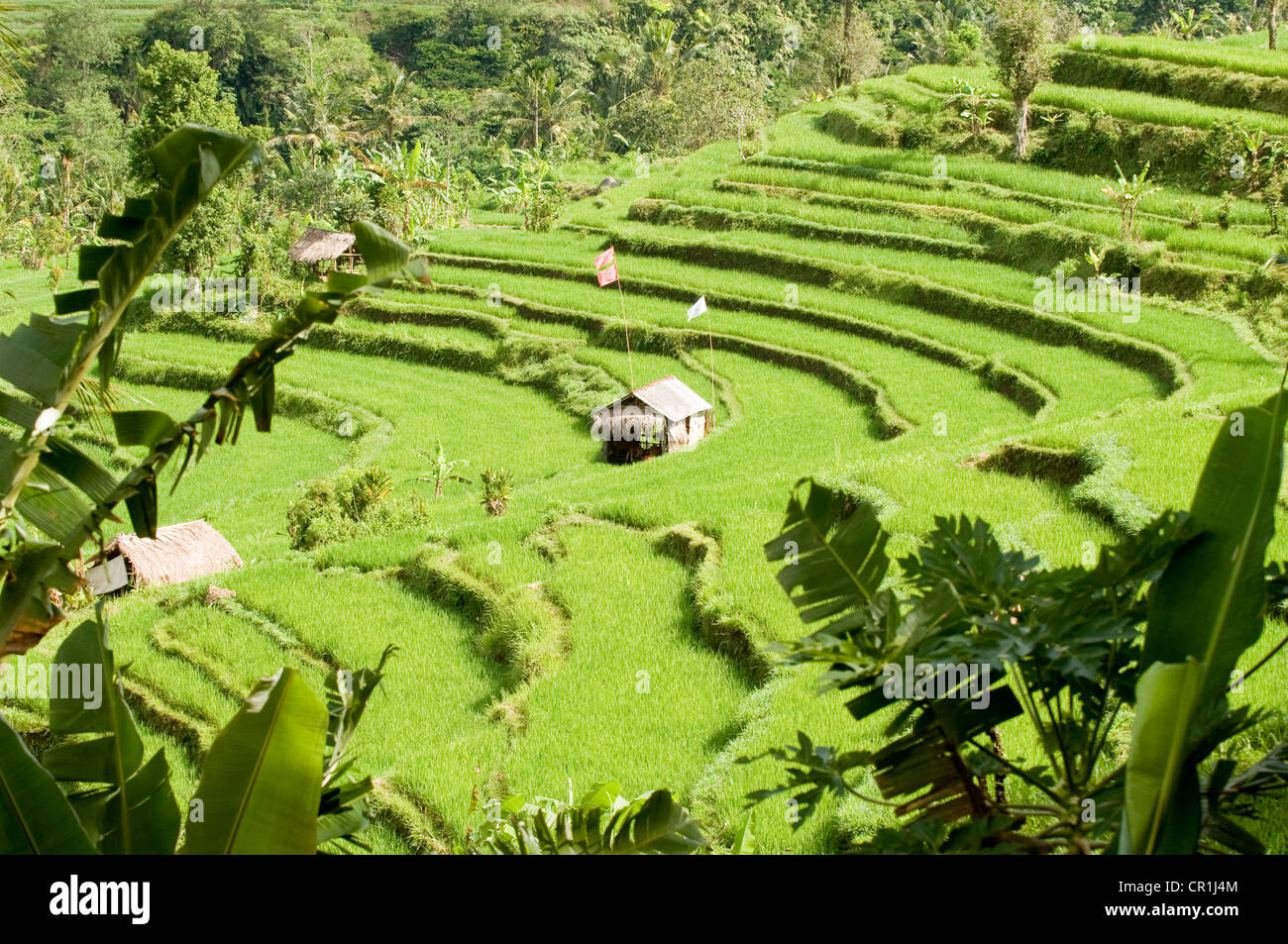Indonesia, Bali, Subak irrigation system, UNESCO World Heritage, rice ...