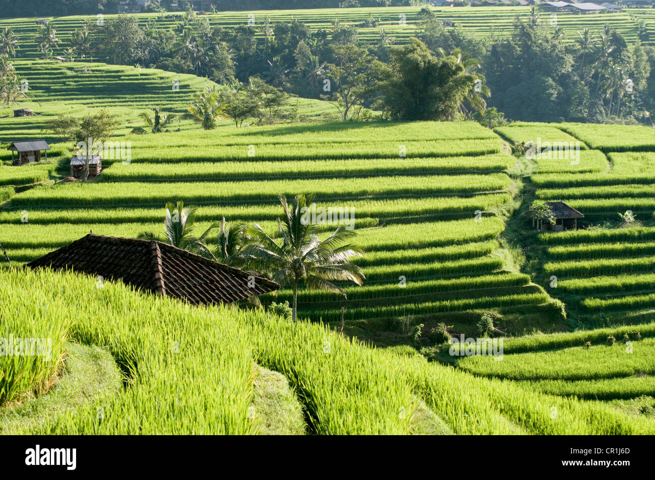Subak bali unesco High Resolution Stock Photography and Images - Alamy