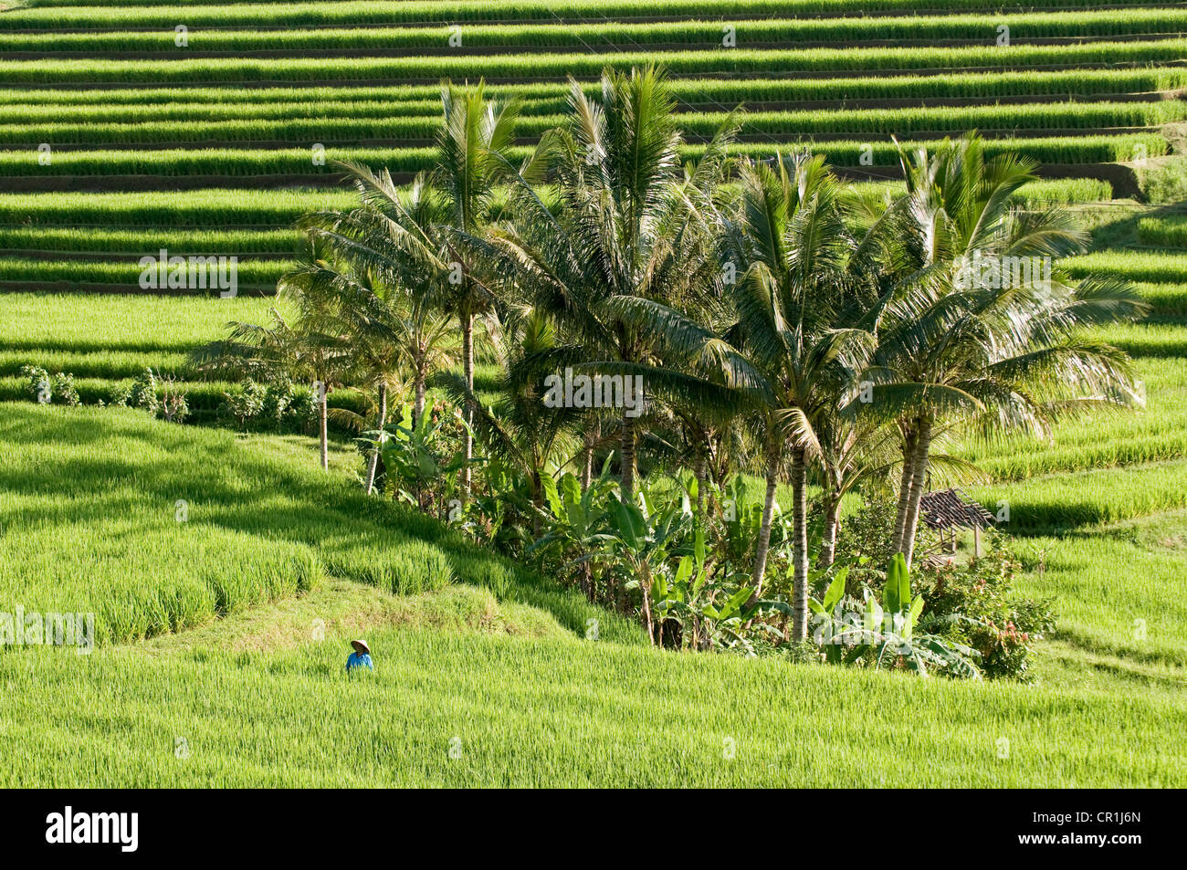 Indonesia, Bali, Subak irrigation system, UNESCO World Heritage, rice ...