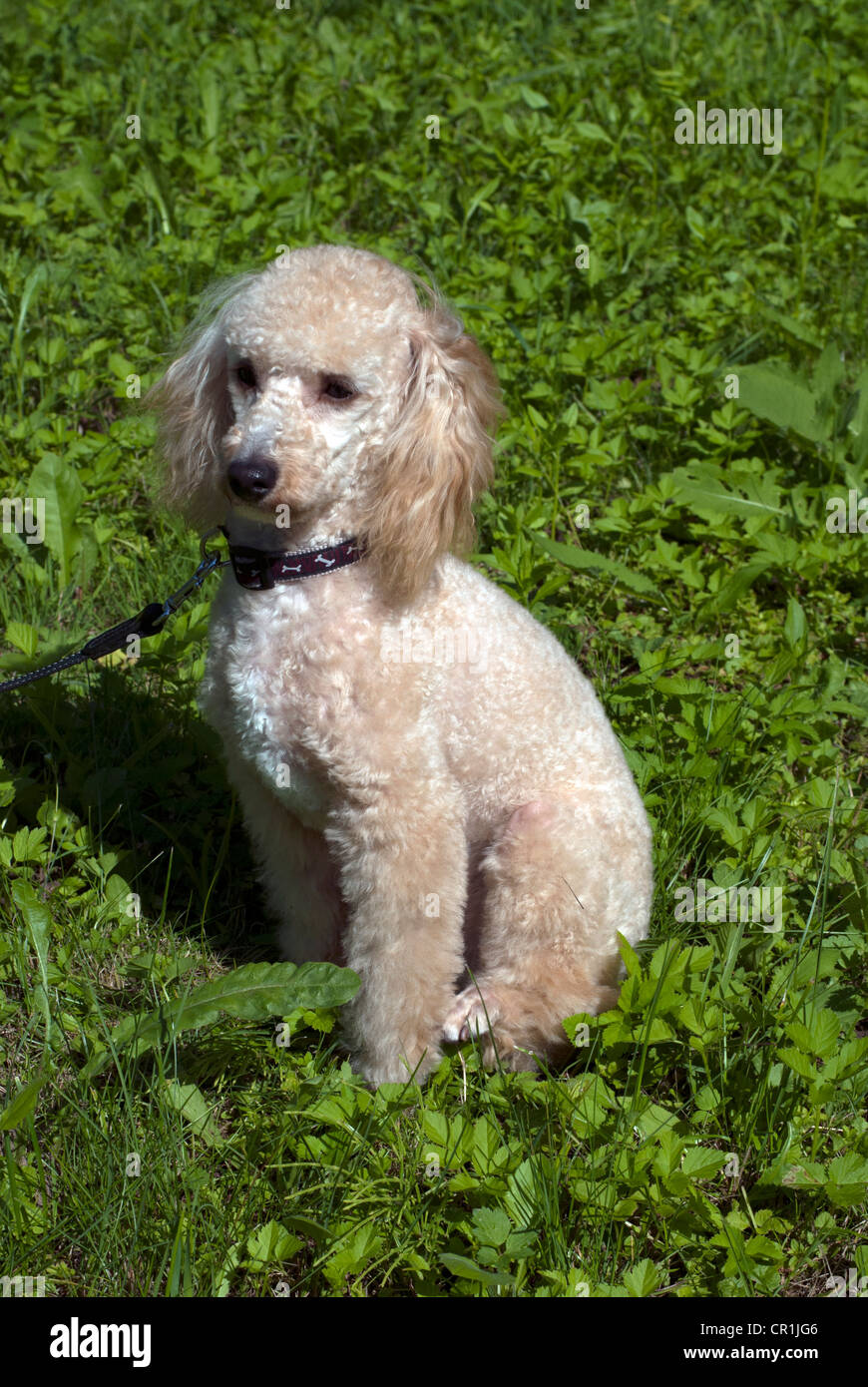 Mini poodle dog Stock Photo - Alamy