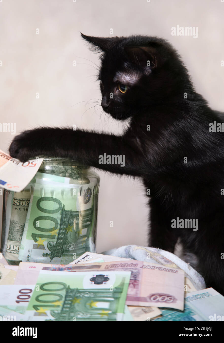 The black kitten plays with money Stock Photo - Alamy