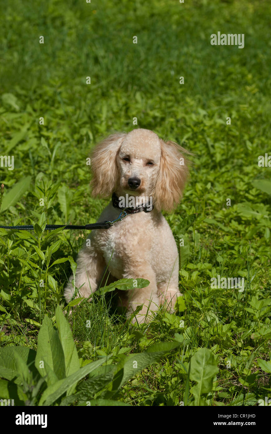 Mini poodle dog Stock Photo - Alamy