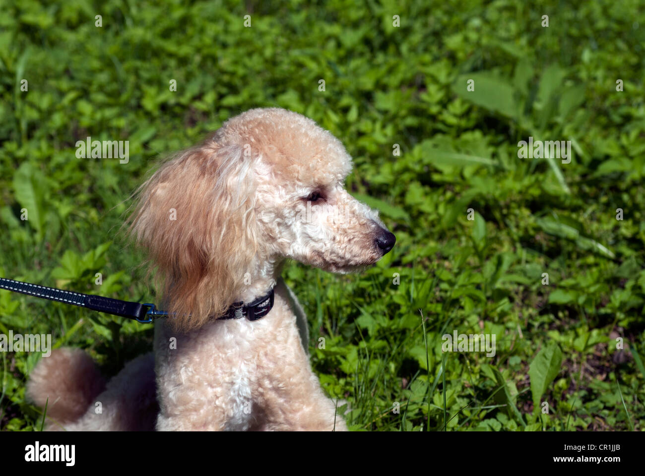 Mini pudel hi-res stock photography and images - Alamy