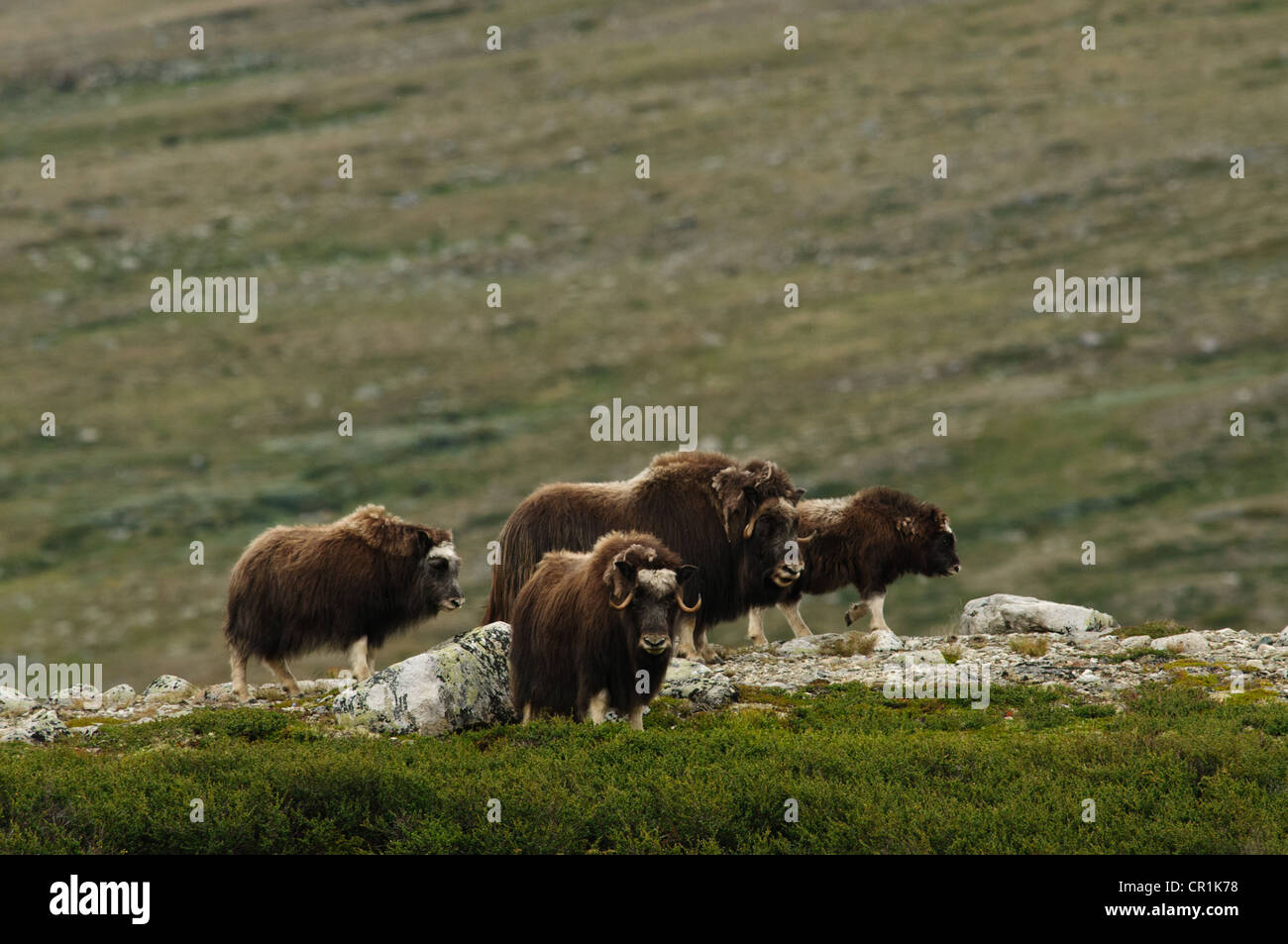 Musk ox with calves Dovrefjell Norway Stock Photo - Alamy