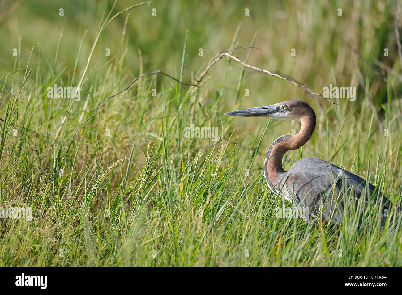 Goliath heron (Ardea goliath) standing in the high grass in the swamp ...