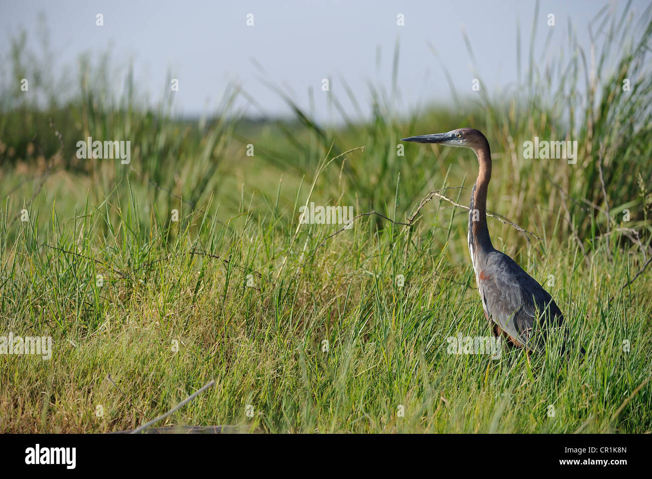 Goliath heron (Ardea goliath) standing in the high grass in the swamp ...