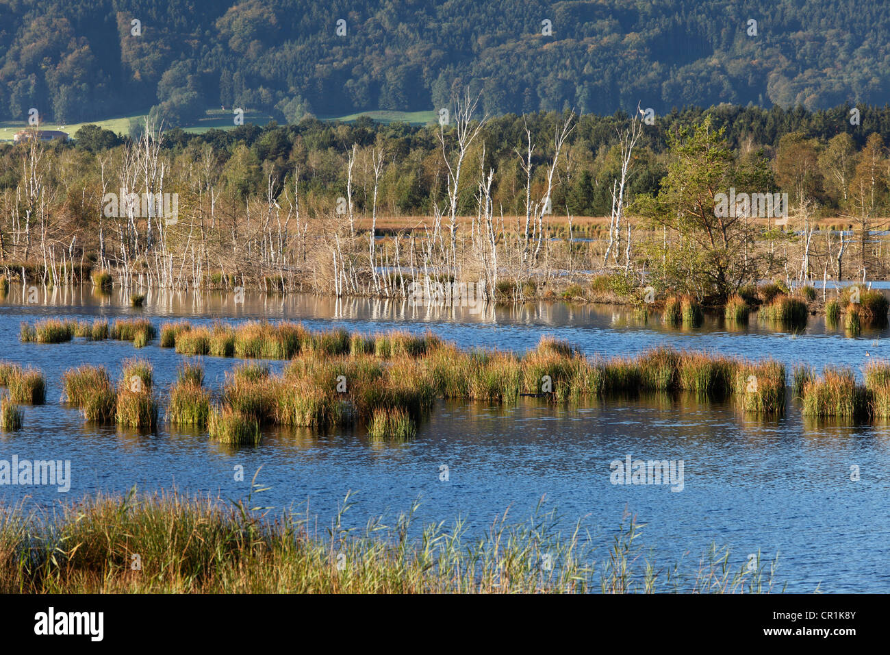 Nicklheimer Moor, peat bogs between Raubling and Bad Feilnbach, Upper ...