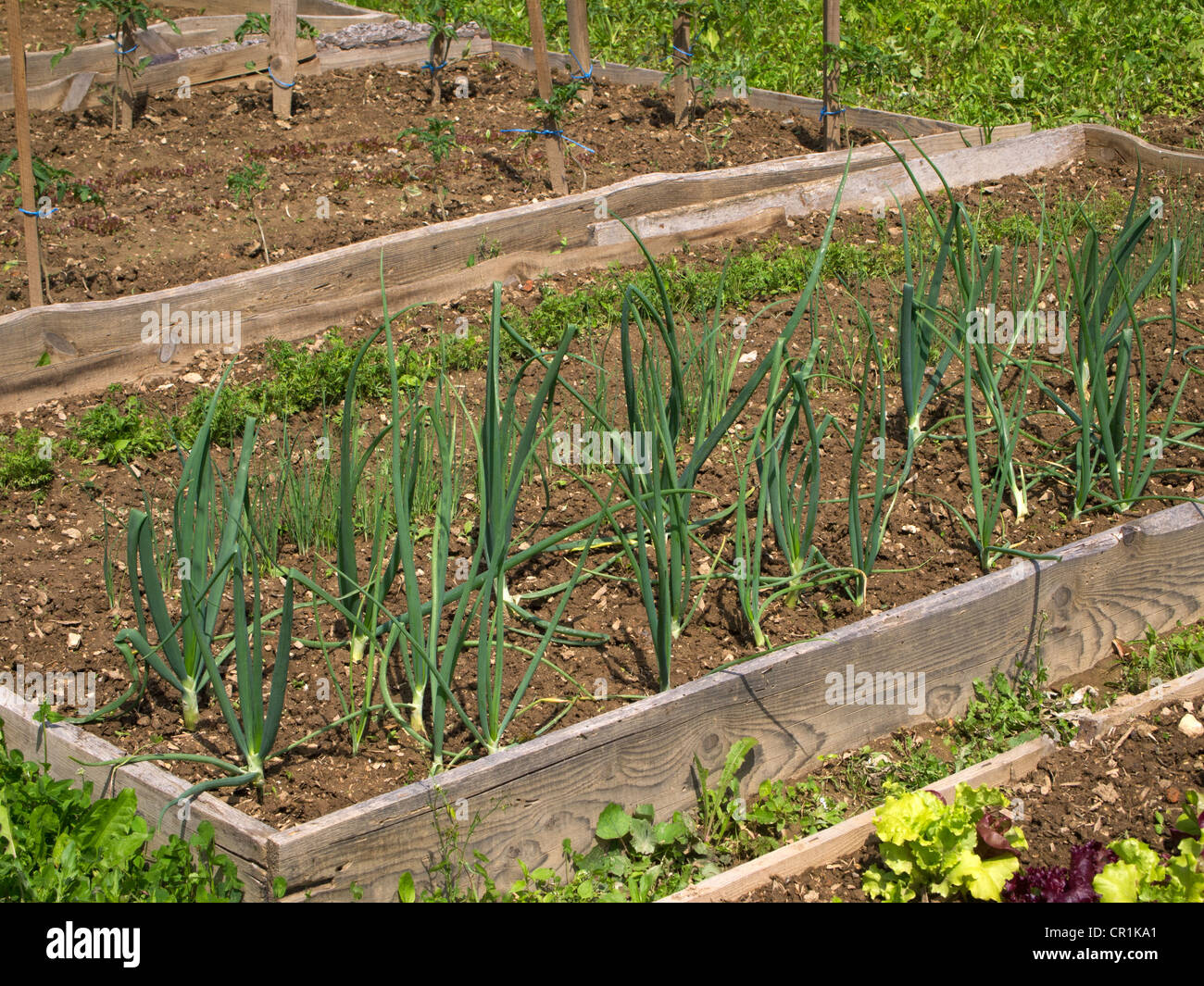 The garden growing vegetables at home Stock Photo - Alamy