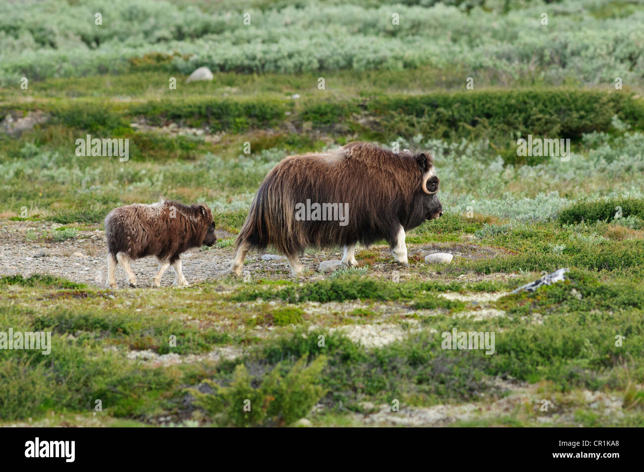 Musk ox with calves Dovrefjell Norway Stock Photo - Alamy