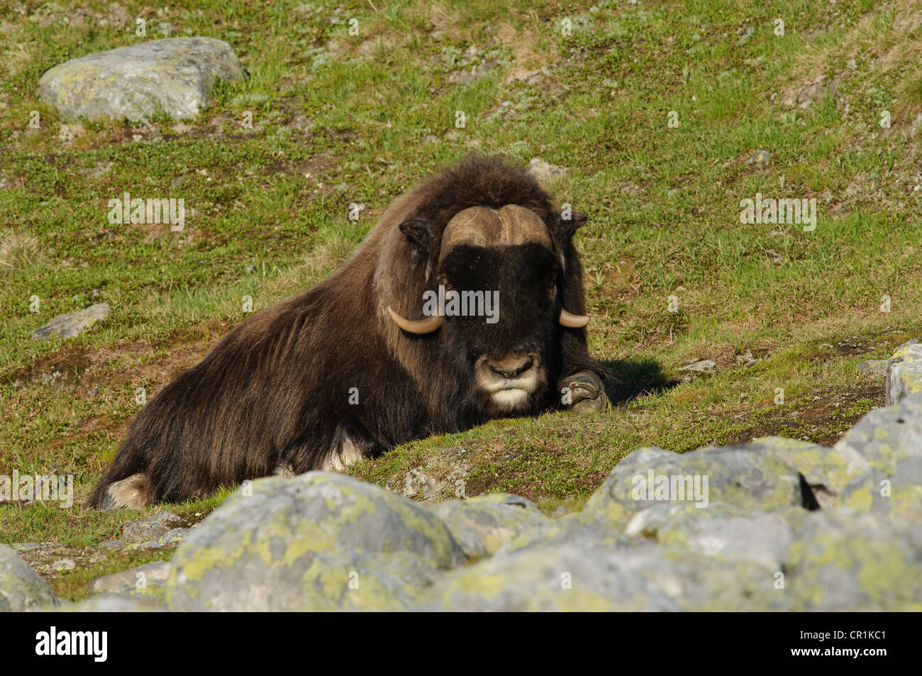 Musk ox Dovrefjell Norway Stock Photo - Alamy