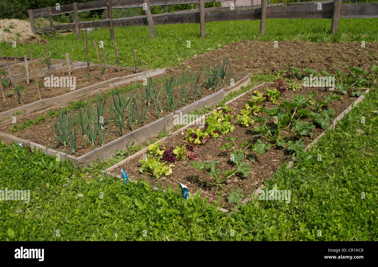 The garden growing vegetables at home Stock Photo - Alamy
