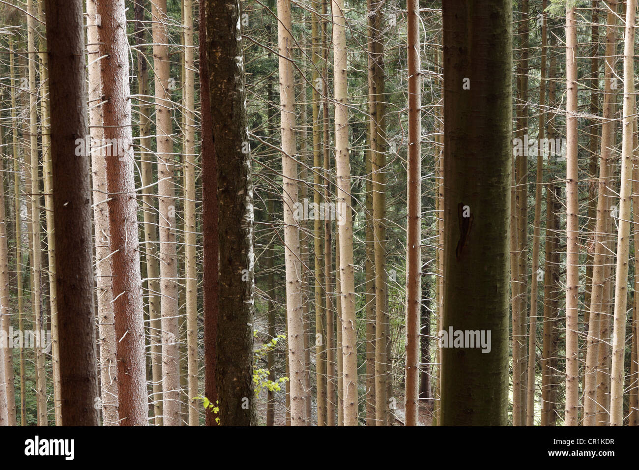 Monoculture Plantation Forest High Resolution Stock Photography and ...