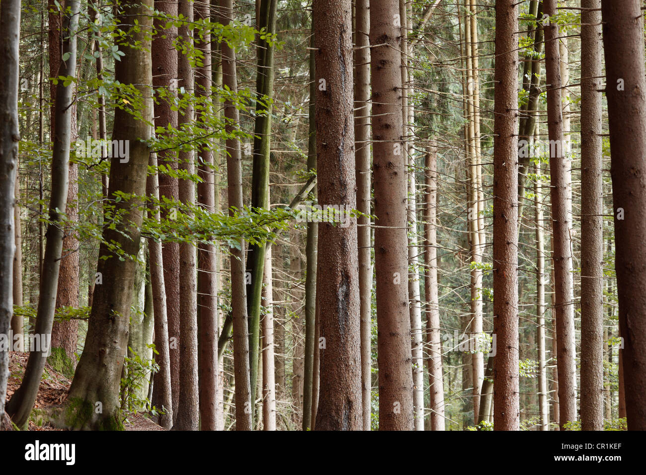 Beech trees hi-res stock photography and images - Alamy