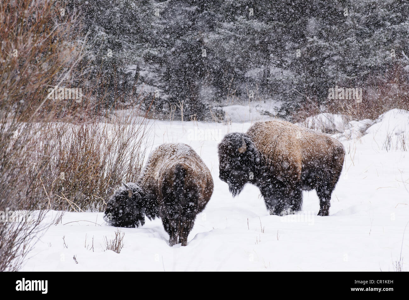 Two Bisons in winter in a snow storm, Yellowstone national park Stock ...