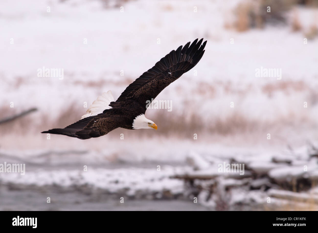 Bald eagle flying in winter with snow in Yellowstone national park ...
