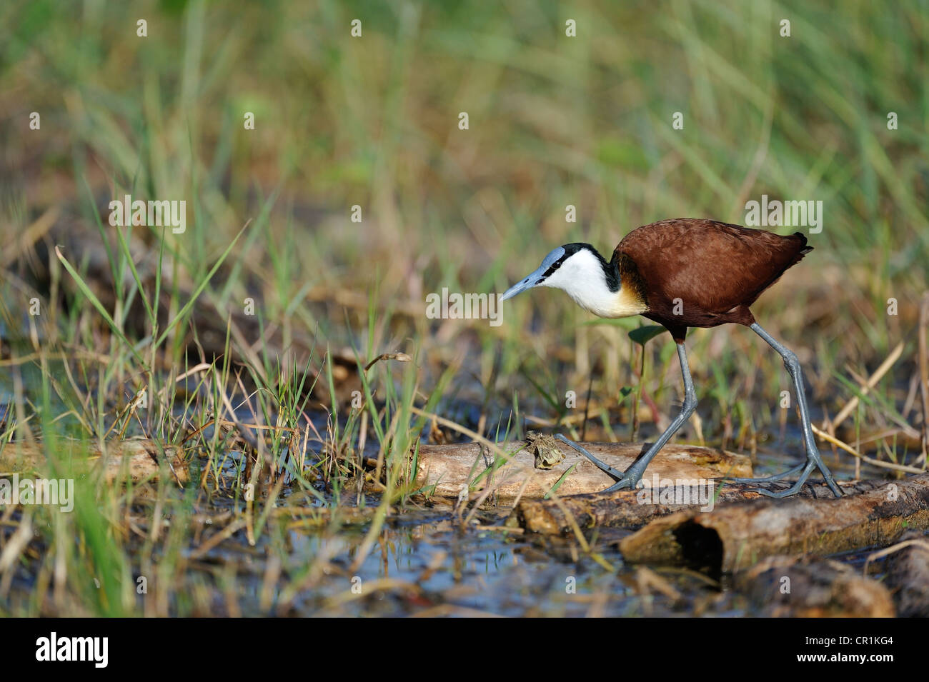 African Jacana - African Lily-trotter (Actophilornis africanus) walking ...