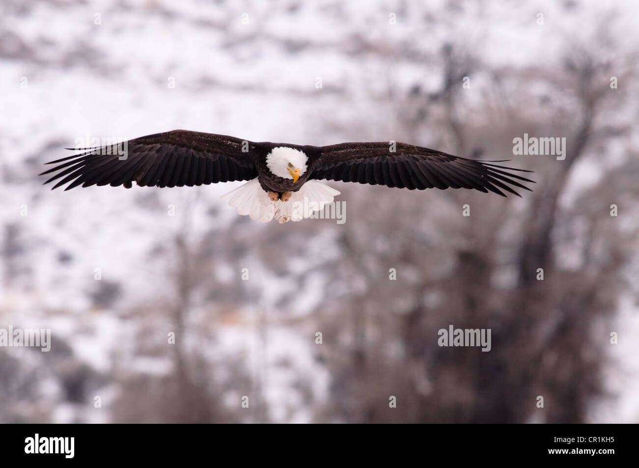 Bald eagle vs hi-res stock photography and images - Alamy