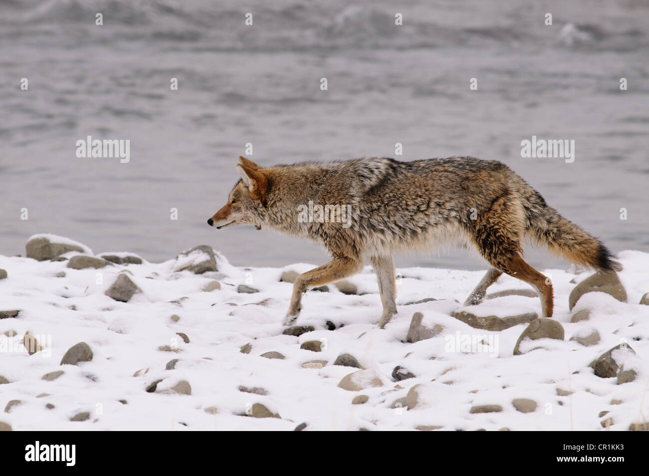 Coyote winter snow Yellowstone national park Stock Photo - Alamy