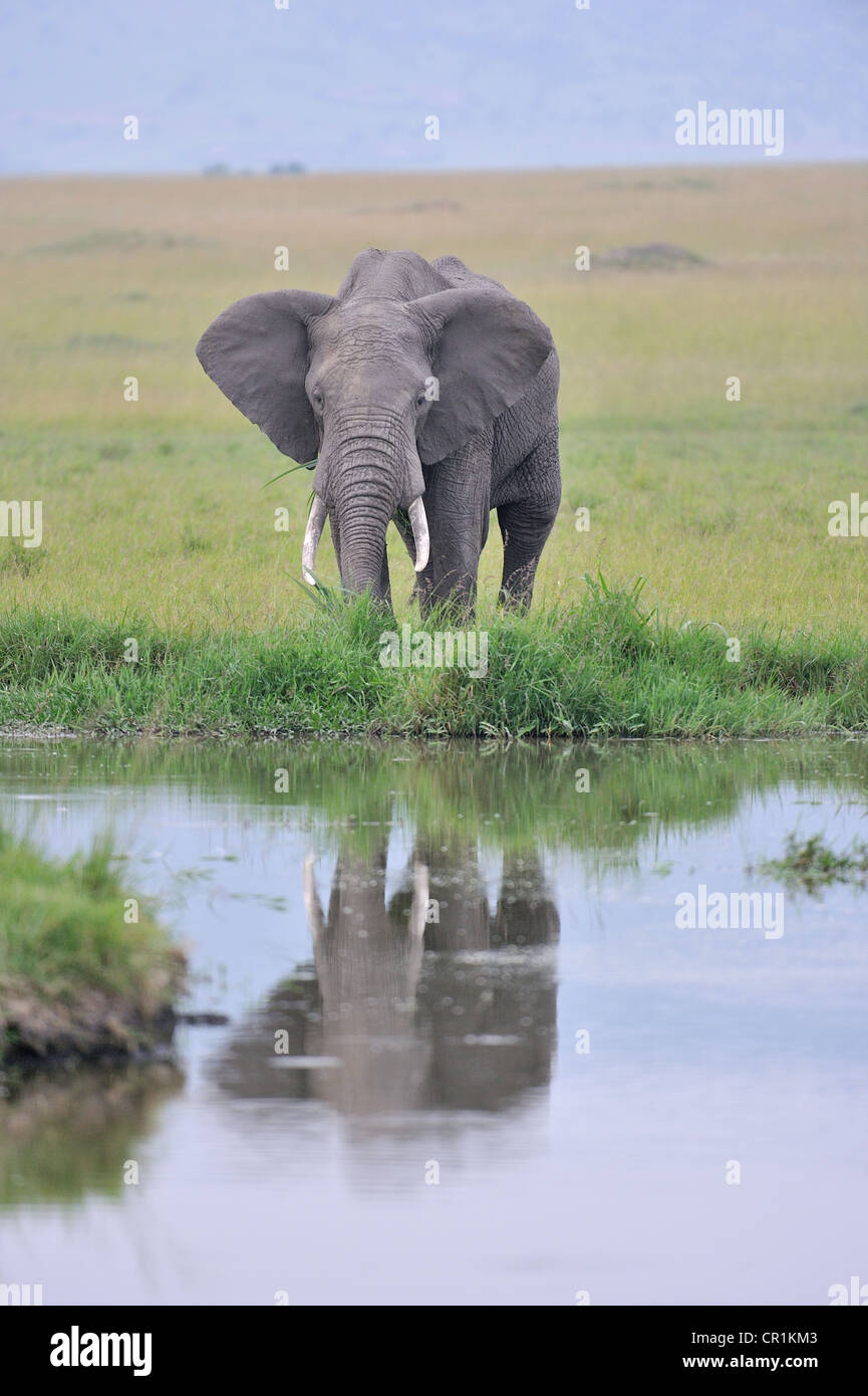 African bush elephant - Savanna elephant - Bush elephant (Loxodonta ...