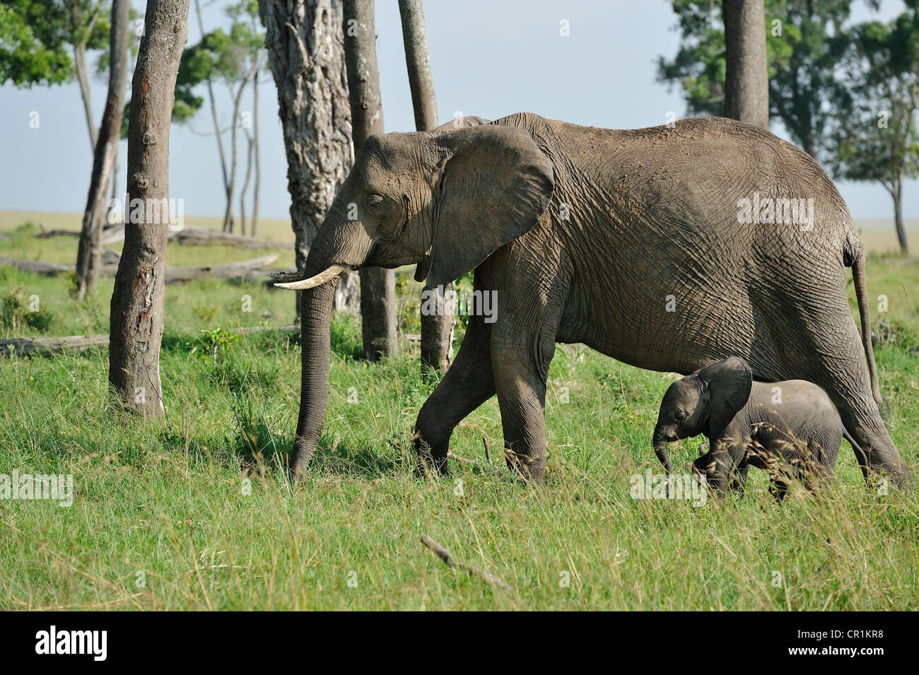 African bush elephant - Savanna elephant - Bush elephant (Loxodonta ...
