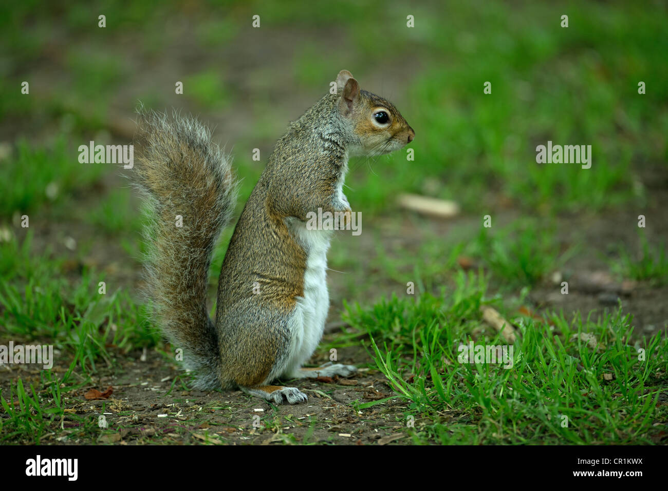 Grey squirrel uk spring hi-res stock photography and images - Alamy