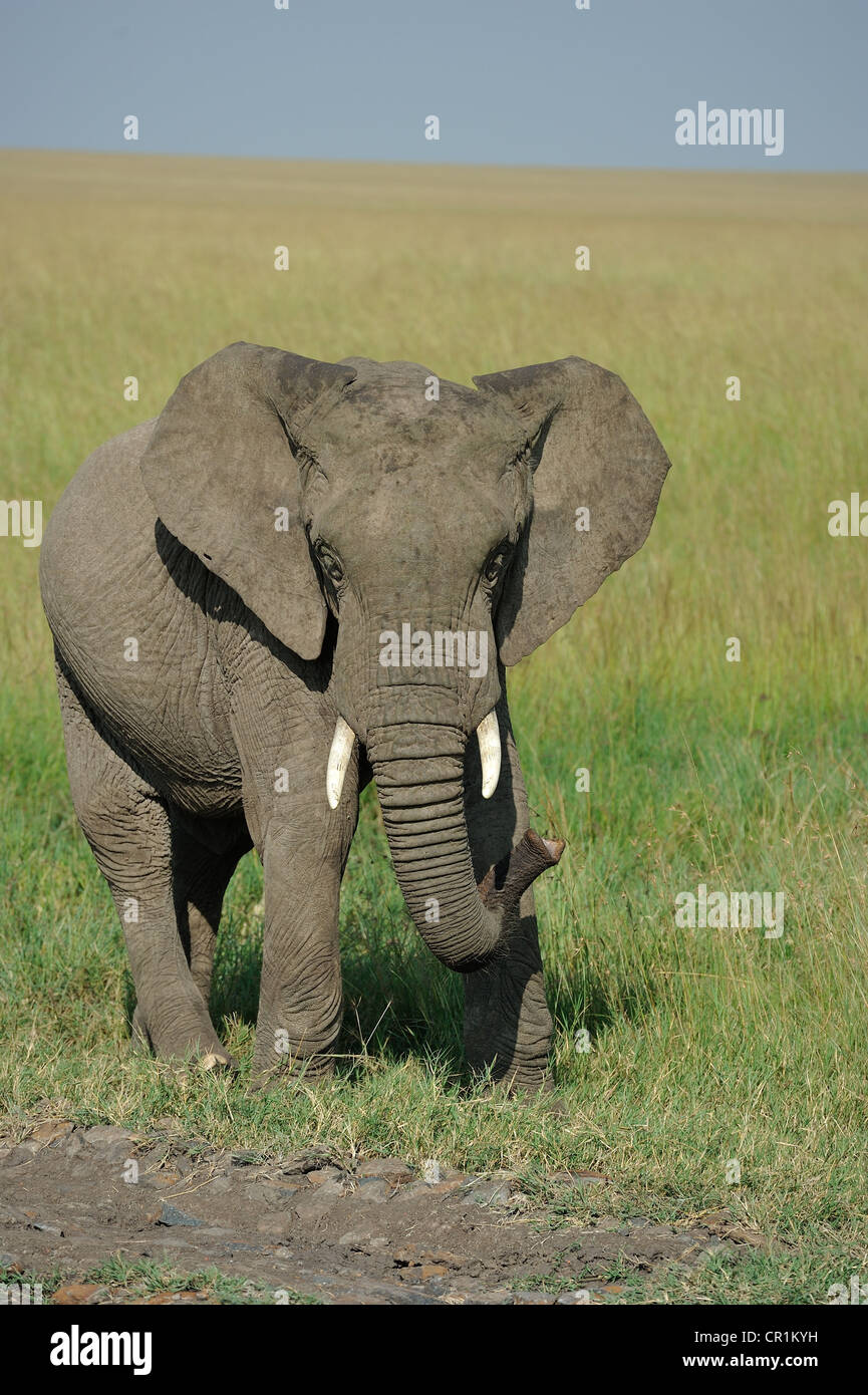African bush elephant - Savanna elephant - Bush elephant (Loxodonta ...