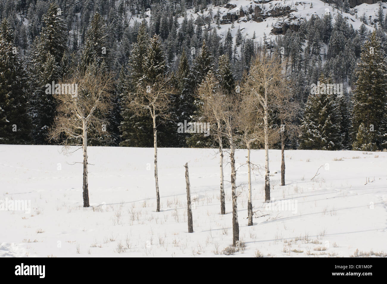Aspen trees yellowstone hi-res stock photography and images - Alamy