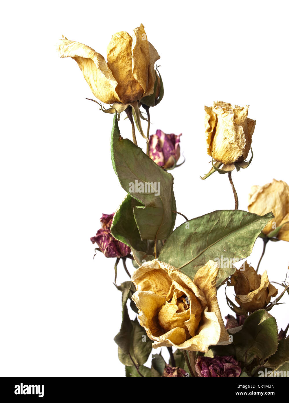 Dried roses and withered roses hi-res stock photography and images - Alamy