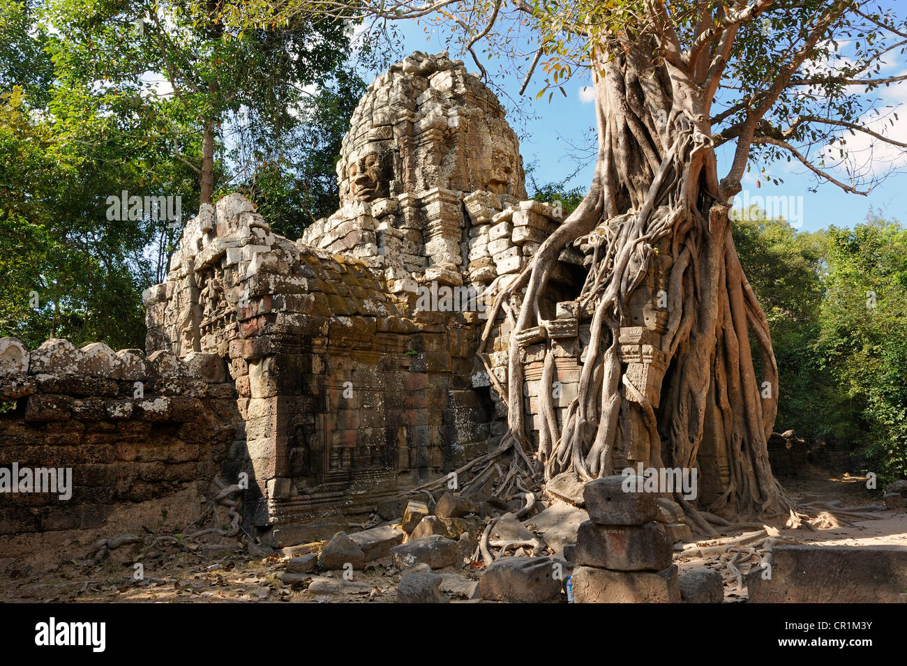 Ficus virens hi-res stock photography and images - Alamy
