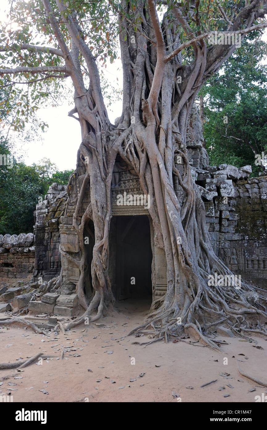 White Fig or Strangler Fig (Ficus virens), enclosing parts of the Ta ...