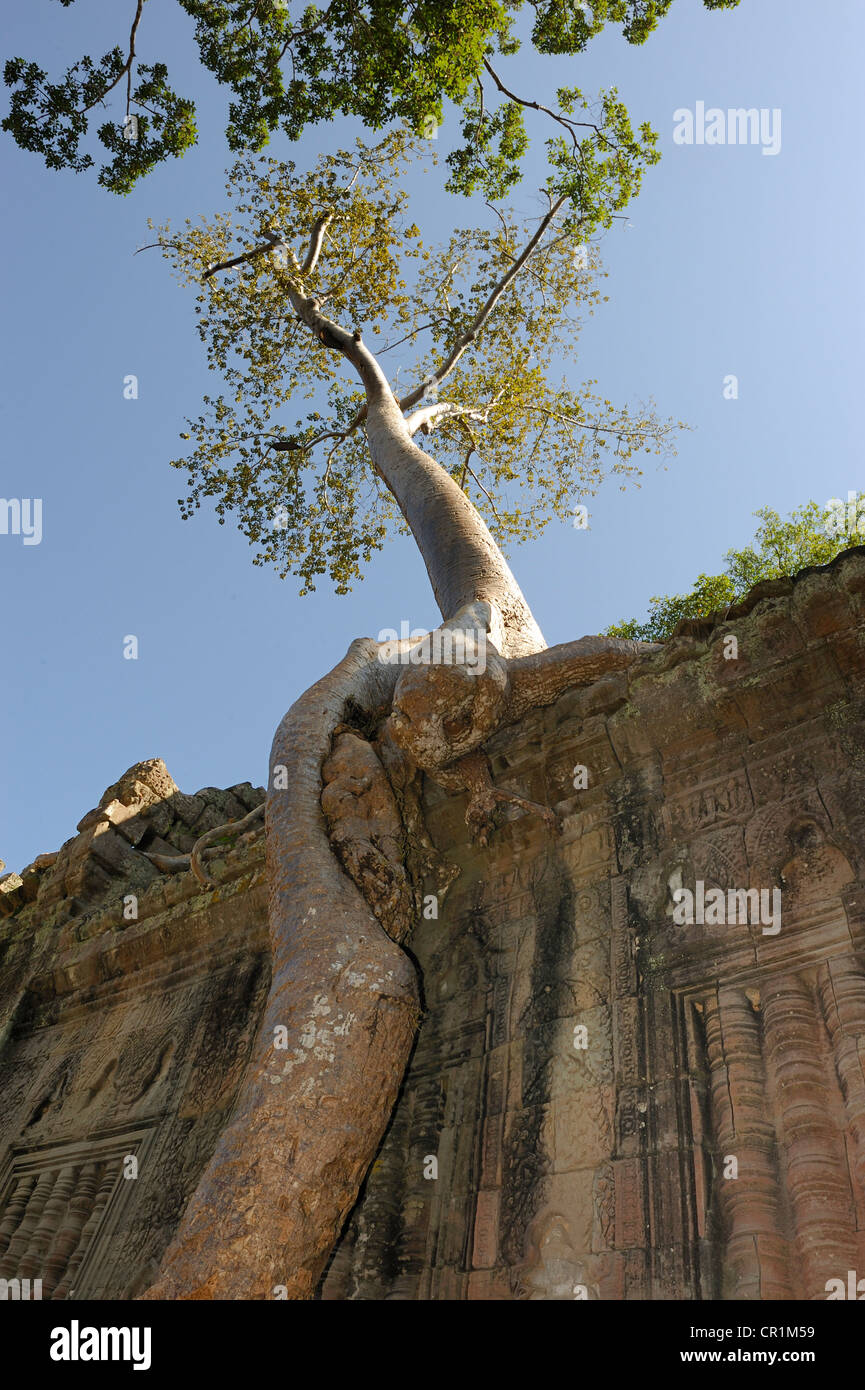 Strangler Fig tree (Ficus sp.) enveloping part of the Ta Prohm temple ...