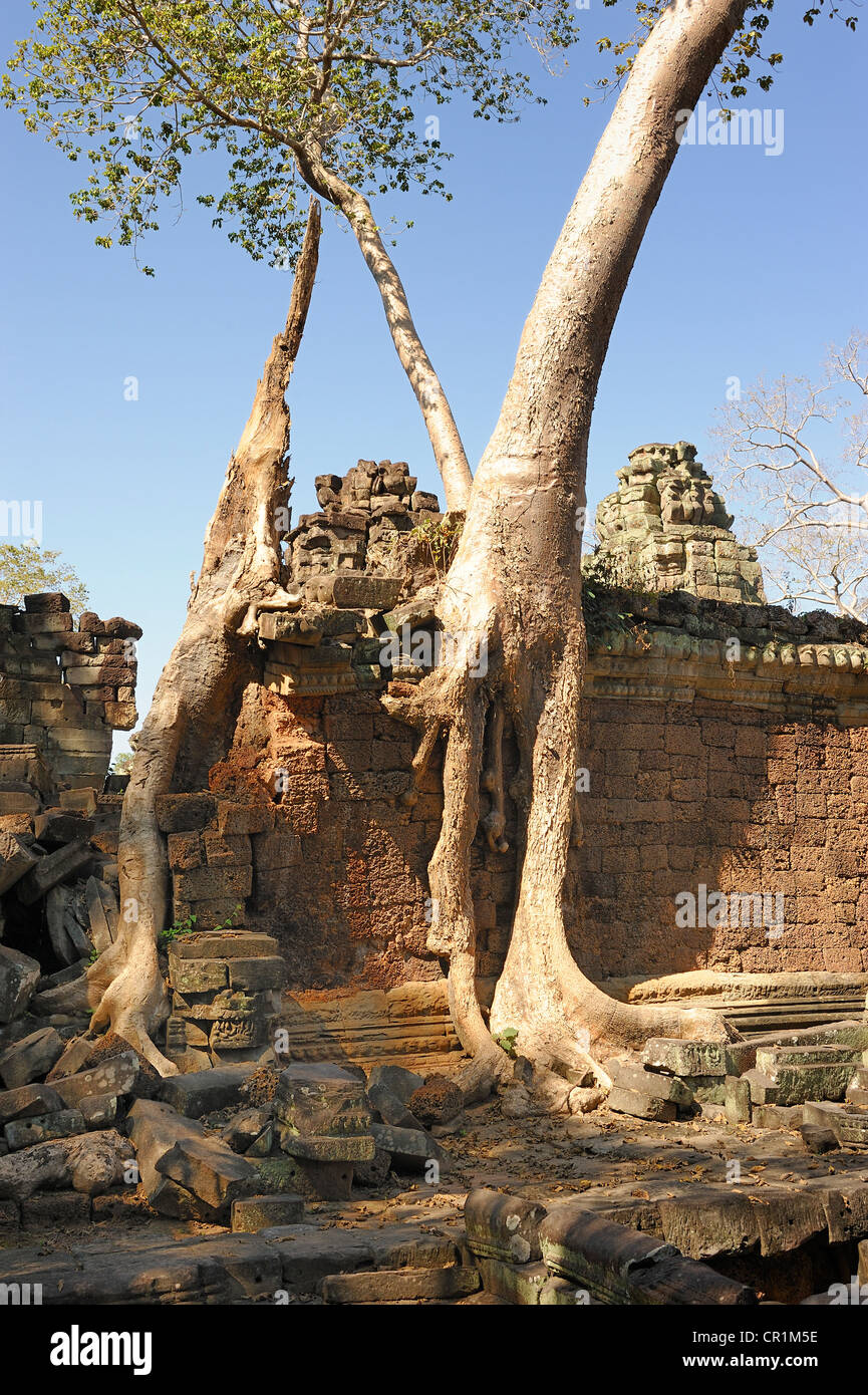 Strangler Fig tree (Ficus sp.) enveloping part of the Ta Prohm temple ...