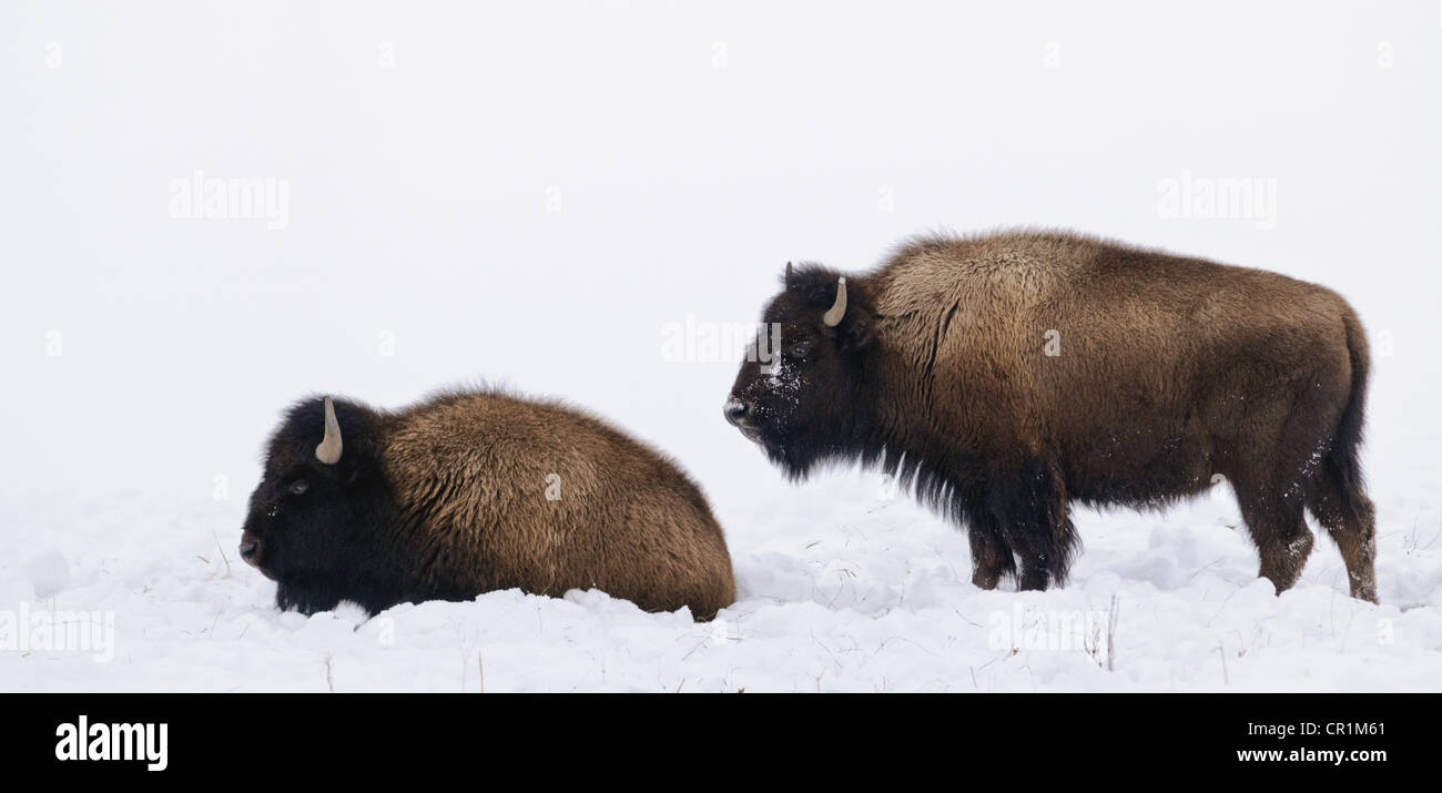 Two Buffalo in snow, Yellowstone national park Stock Photo - Alamy