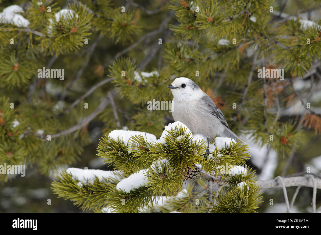 Gray Jay winter snow Yellowstone national park Stock Photo - Alamy