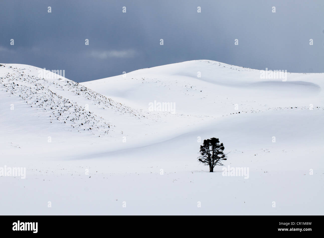 Hayden Valley tree winter snow Yellowstone national park Stock Photo ...