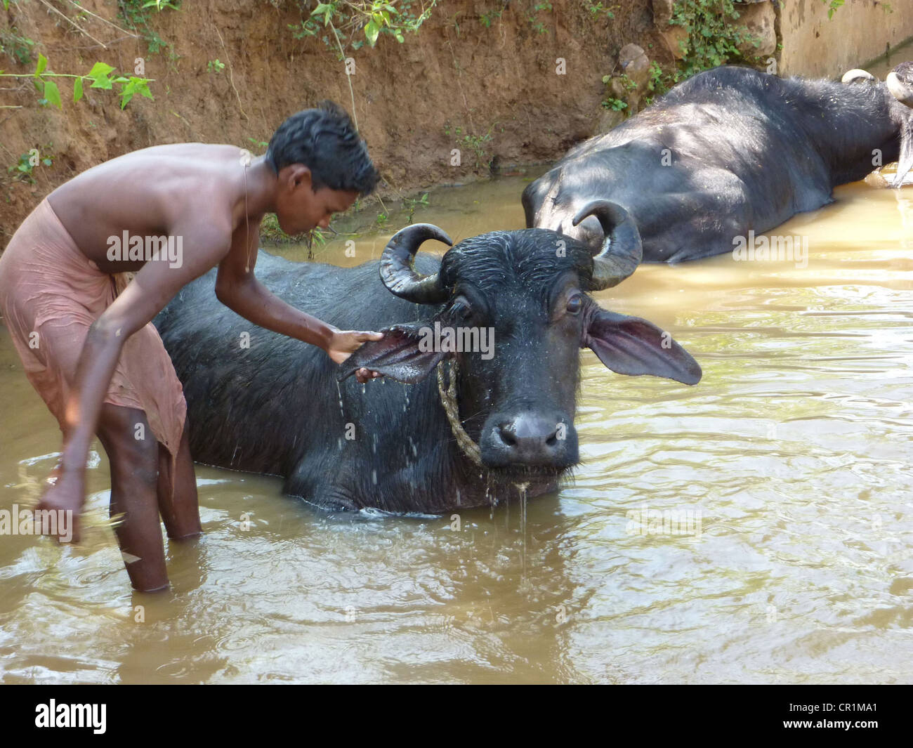 Boy with buffalo hi-res stock photography and images - Alamy
