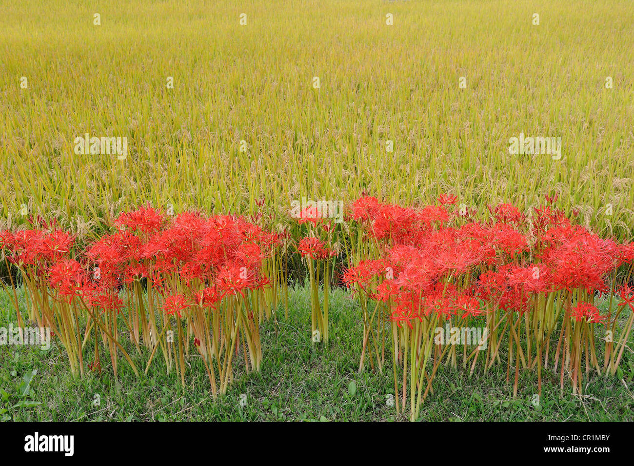 Characteristic wild spider lilies (Lycoris) on the edge of a rice field ...