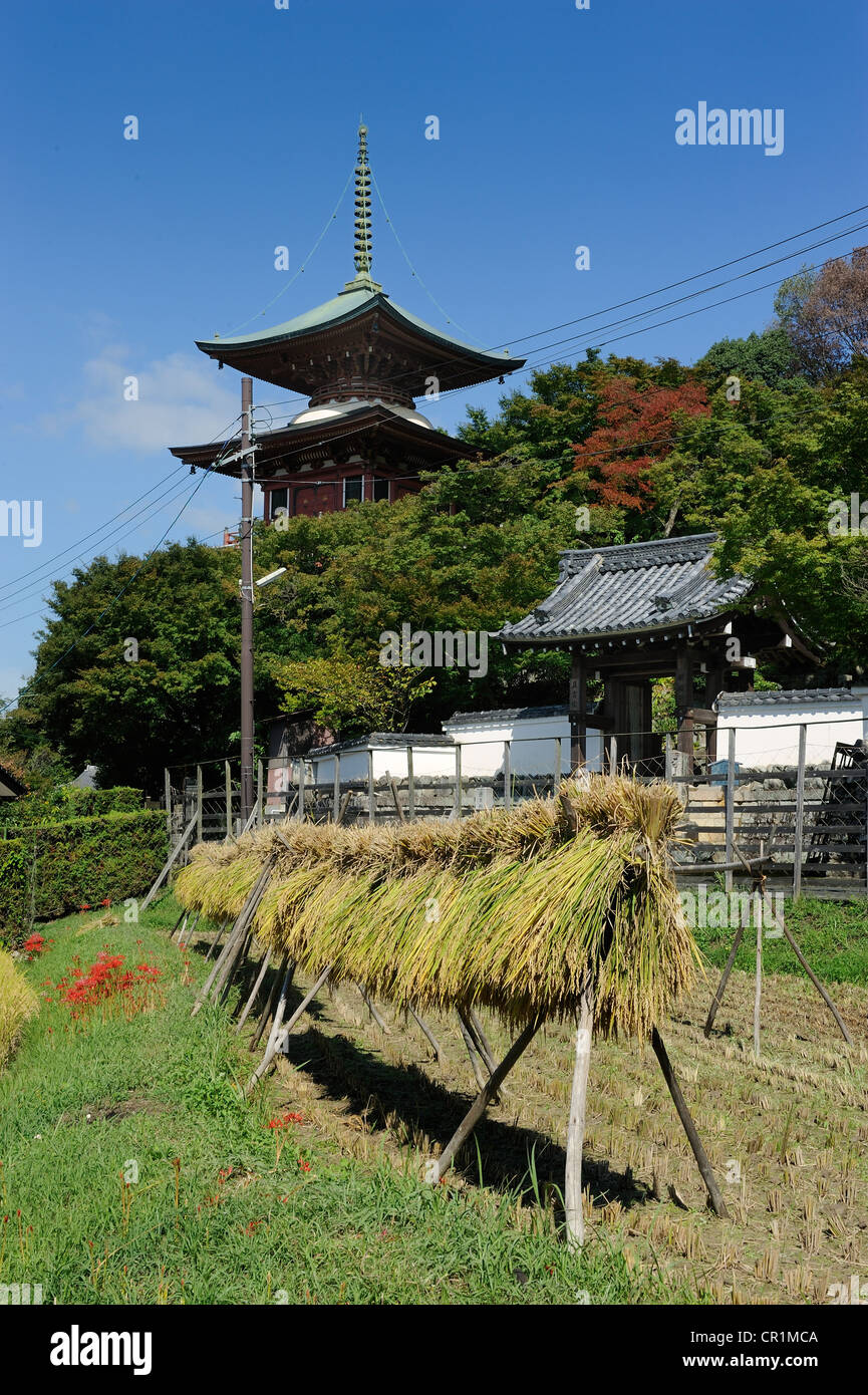 Rice sheaves hi-res stock photography and images - Alamy