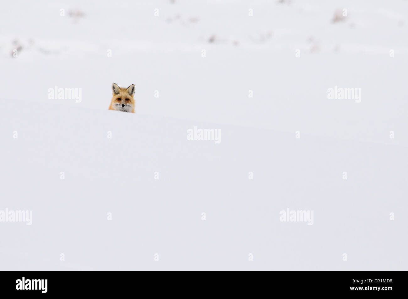 Red fox in snow in Hayden Valley, Yellowstone national park Stock Photo ...