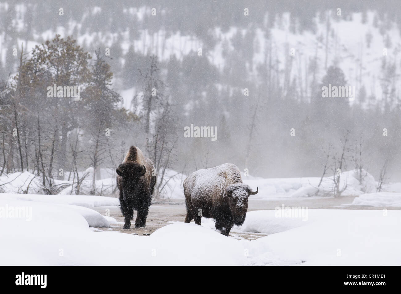Bison snow yellowstone hi-res stock photography and images - Alamy