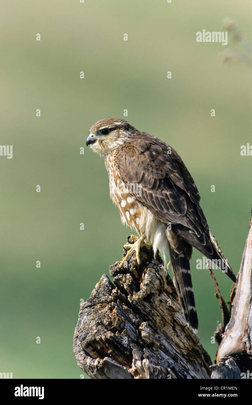 Female merlin falco columbarius hi-res stock photography and images - Alamy