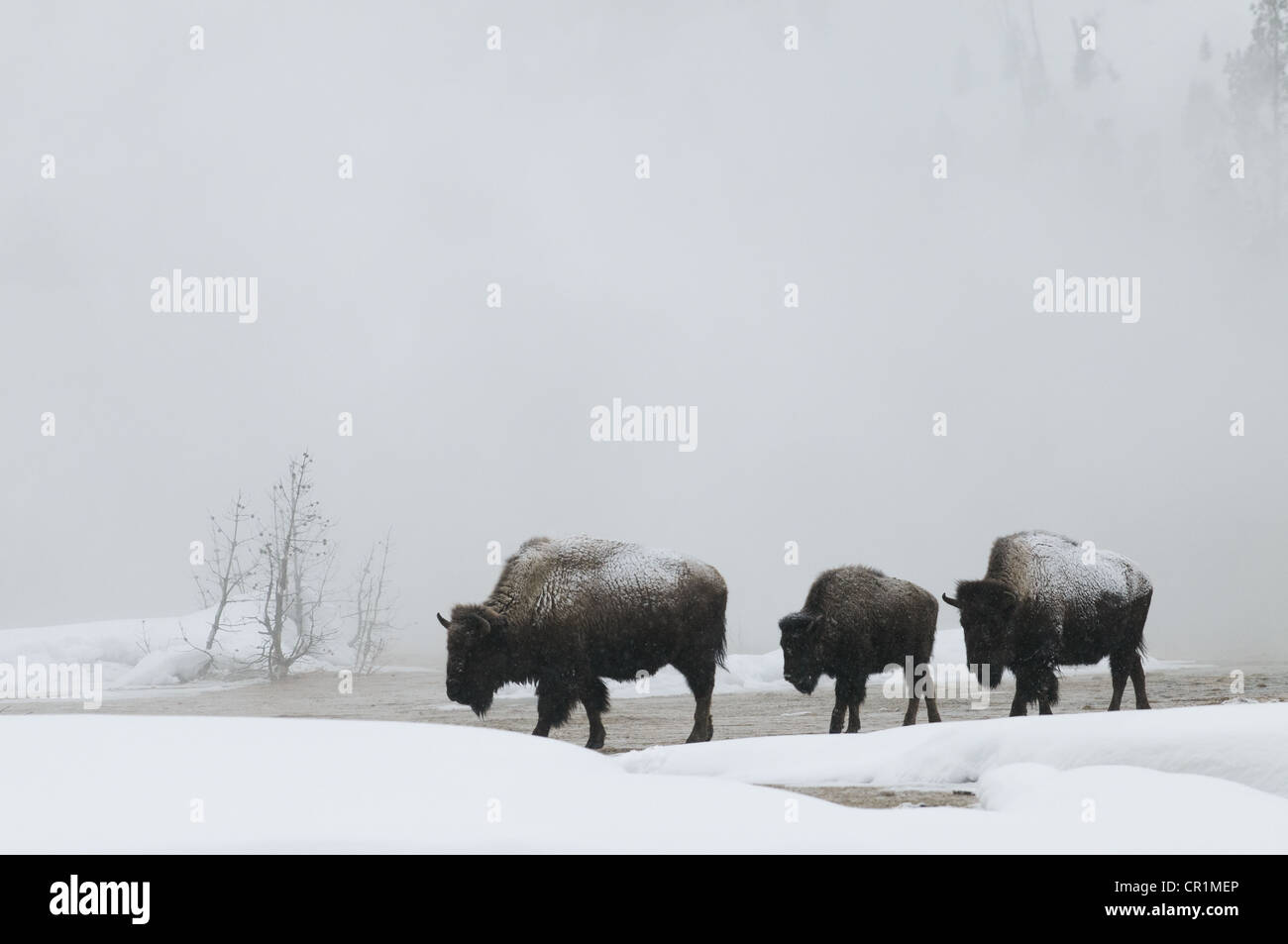 Yellowstone bison hi-res stock photography and images - Alamy