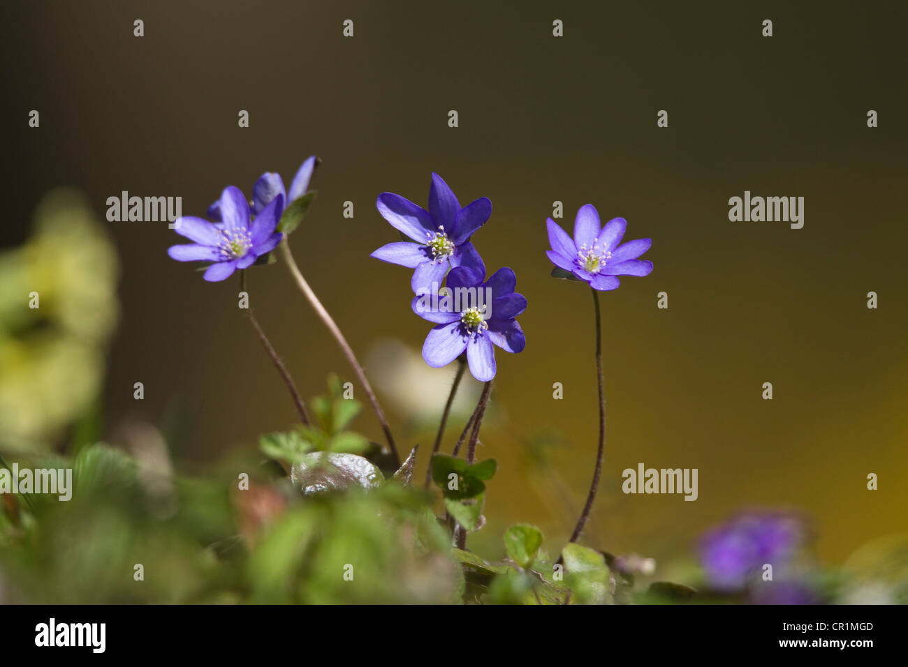 Blossoming Hepatica, Liverwort (Hepatica nobilis), Germany, Europe ...