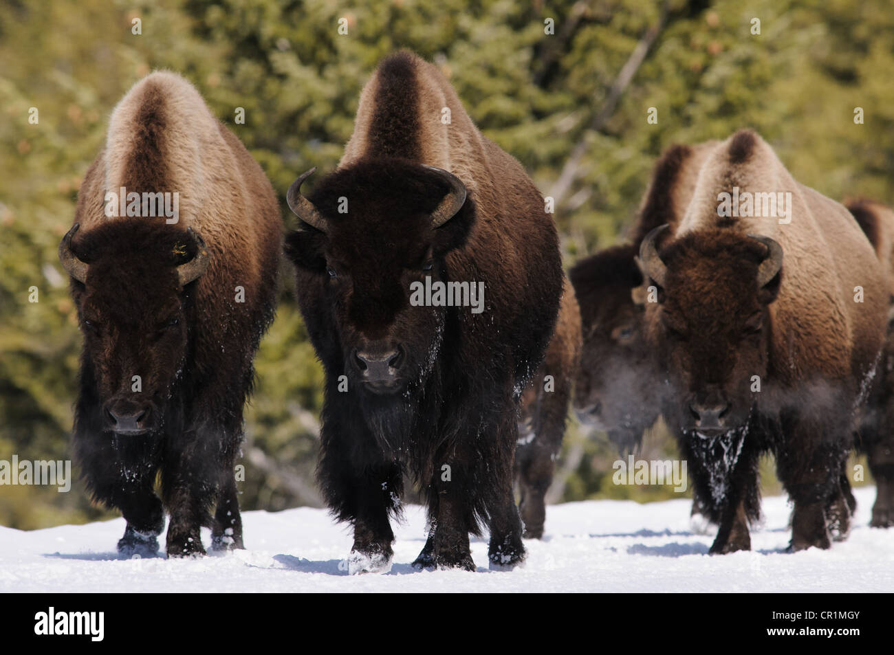 Yellowstone bison herd hi-res stock photography and images - Alamy