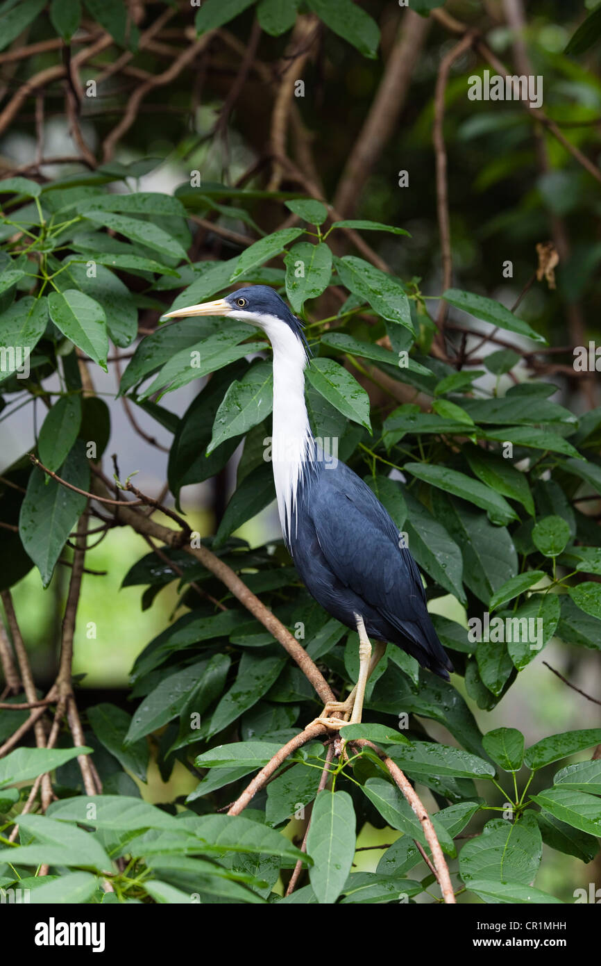 Australian egrets hi-res stock photography and images - Alamy