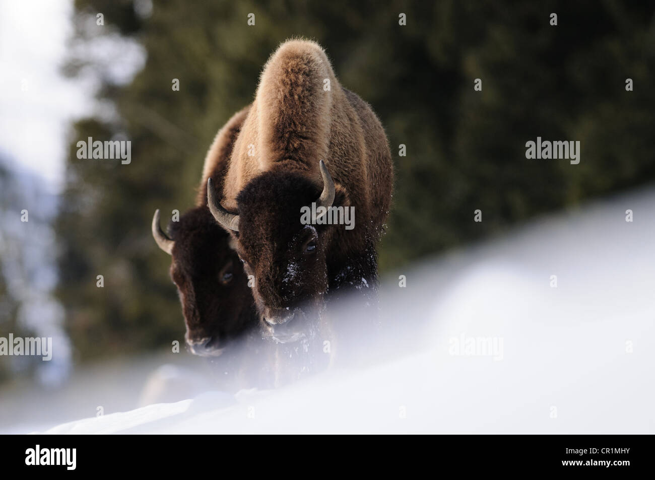 Bison winter snow Yellowstone national park Stock Photo - Alamy