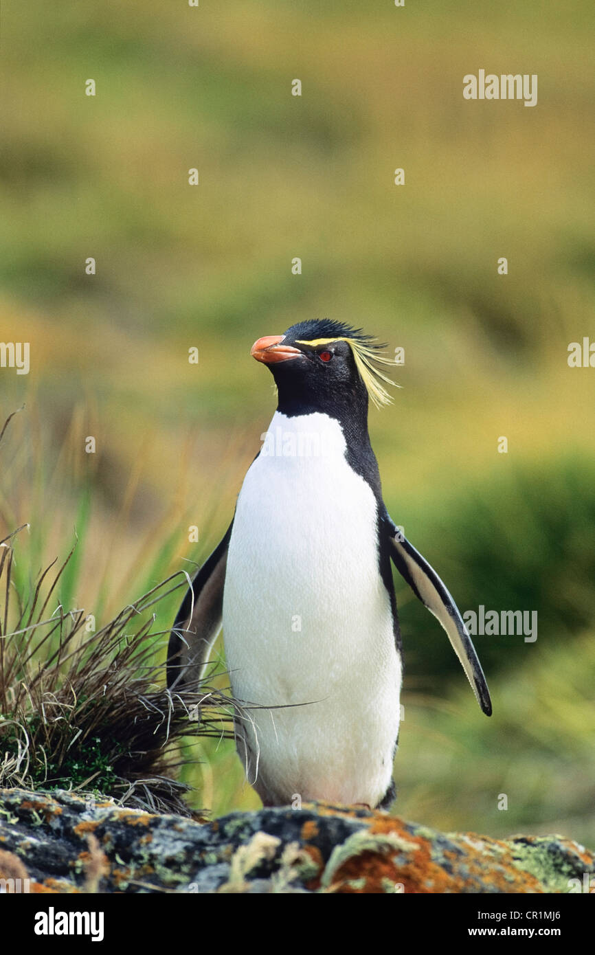 Western Rockhopper Penguin (Eudyptes chrysocome), Falkland Islands ...